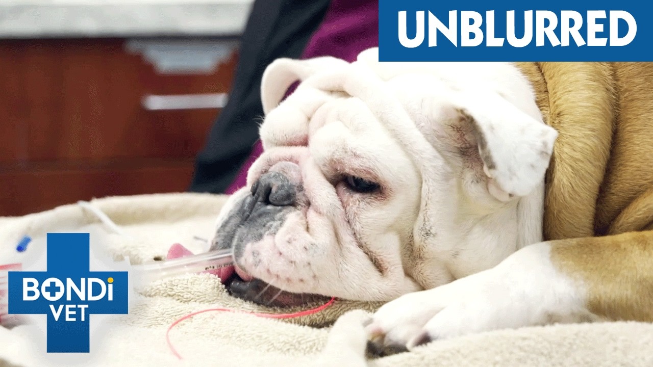 UNBLURRED: Bulldog's Ingrown Tail Is Swarmed With Infection 😱 | Bondi ...