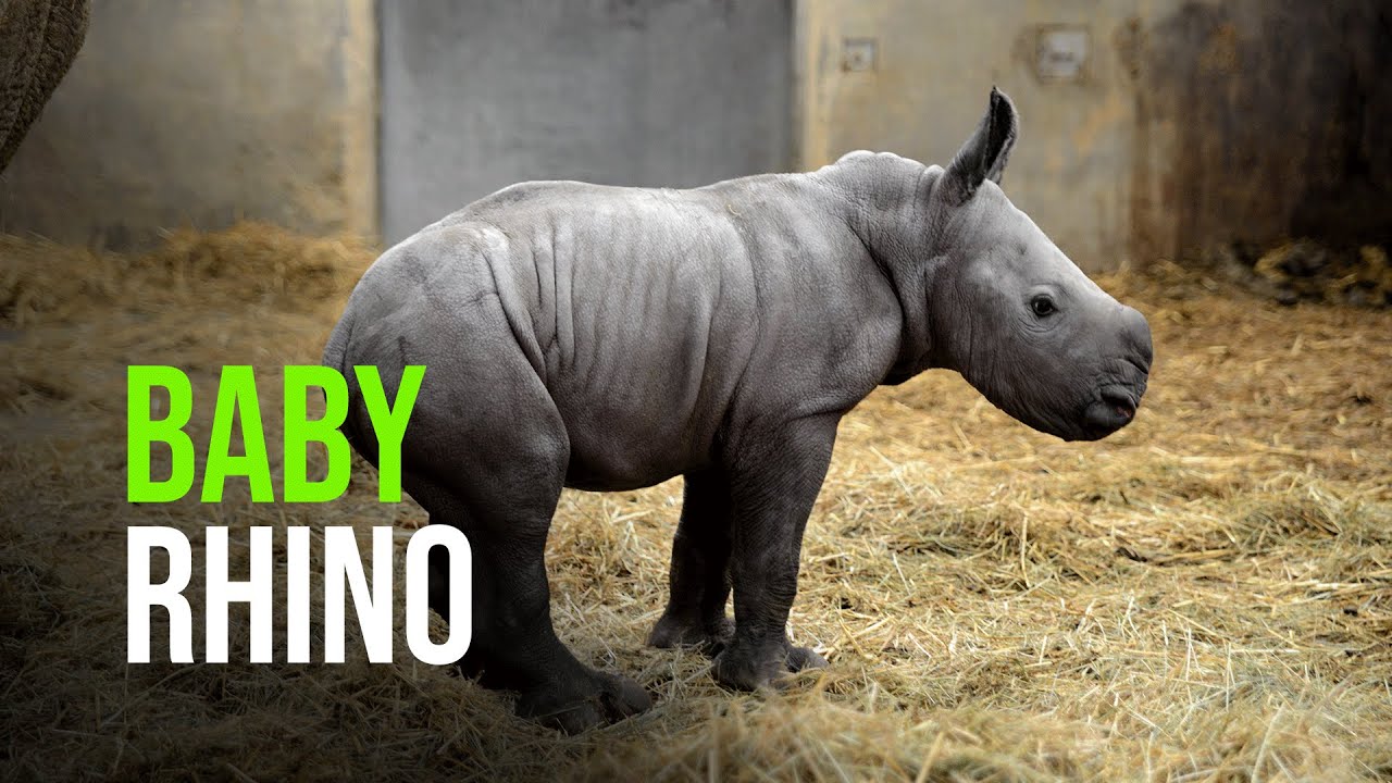 Her Royal Horness - YouTube