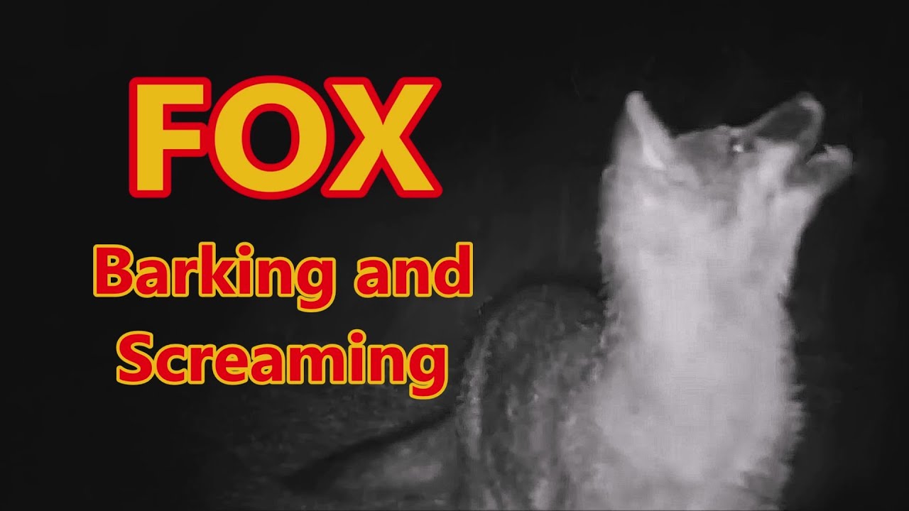 Fox Screaming and Barking at Night - Screaming Foxes - YouTube