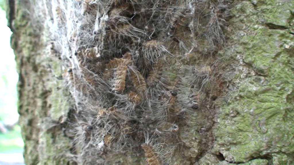 Oak Processionary Moth nest - pupation - YouTube