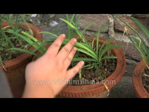 Maroi Napakpi (chives) - Aromatic herbs of Manipuris - YouTube