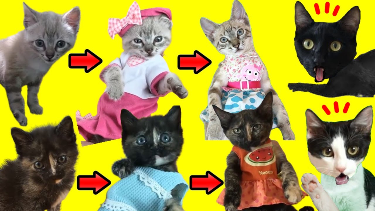 100 accesorios para gatito bebe / Videos de gatos Luna y Estrella - YouTube
