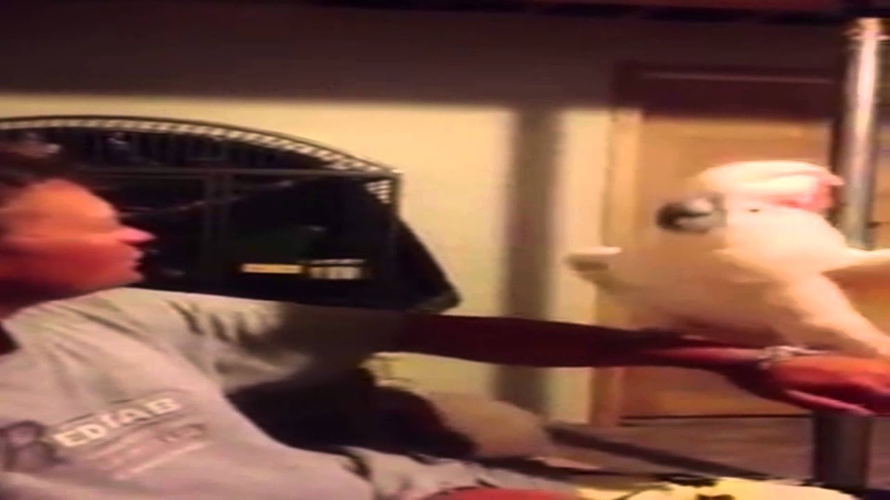 I dare you to resist laughing along with this crazy cockatoo - YouTube