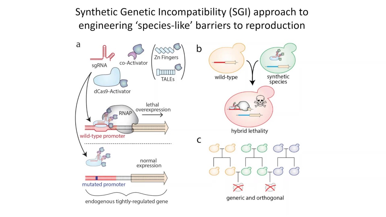11-14-2018 How CRISPR Is Being Used to Prevent GMO Contamination - YouTube