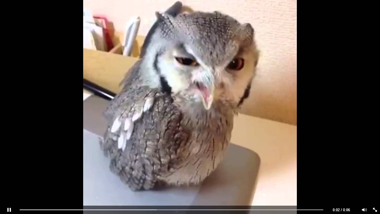 Sova (owl) - YouTube