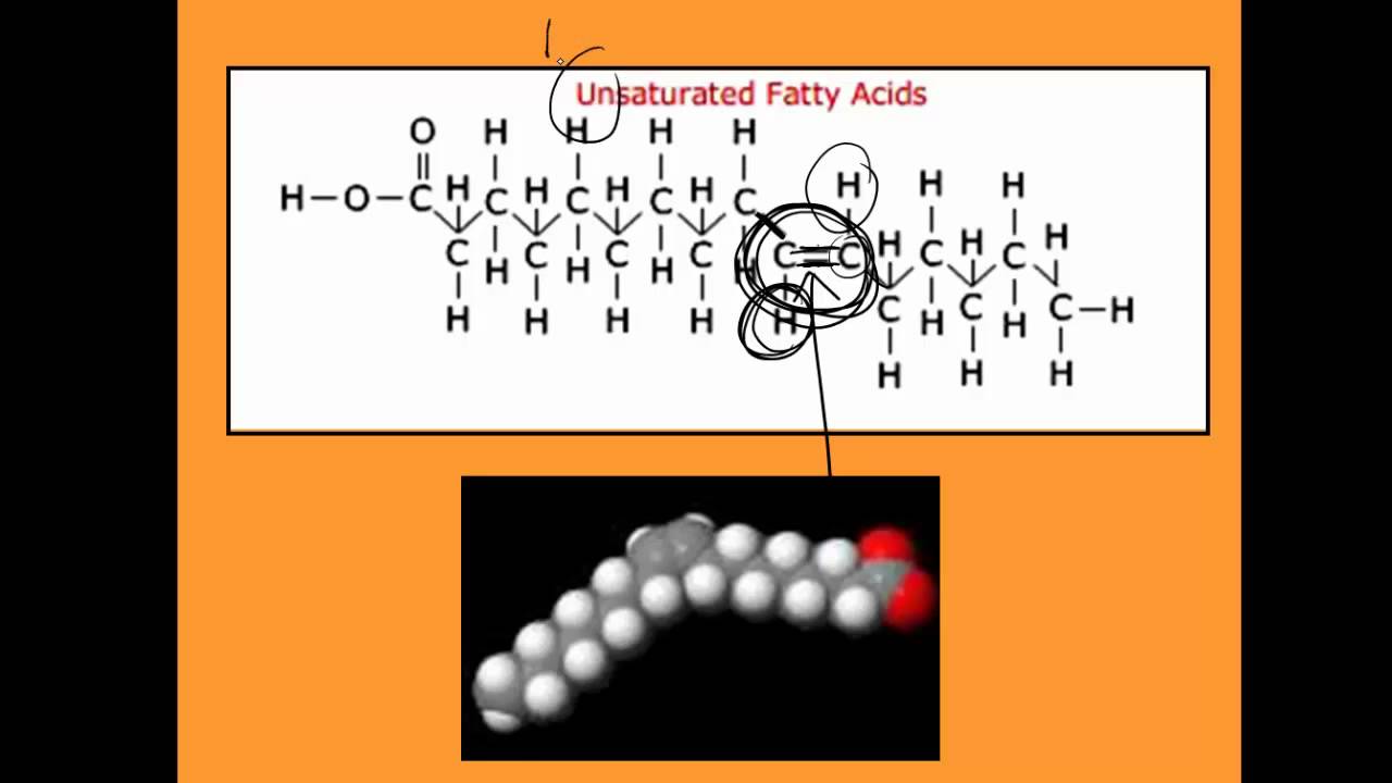 UNIT 2: BIOLOGICAL MOLECULES - LIPIDS - YouTube