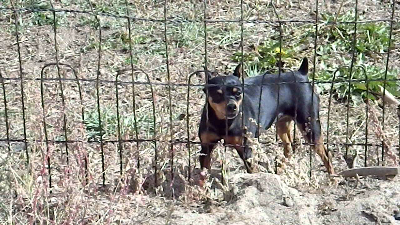 Vicious 20 Foot Long Killer Doberman - YouTube