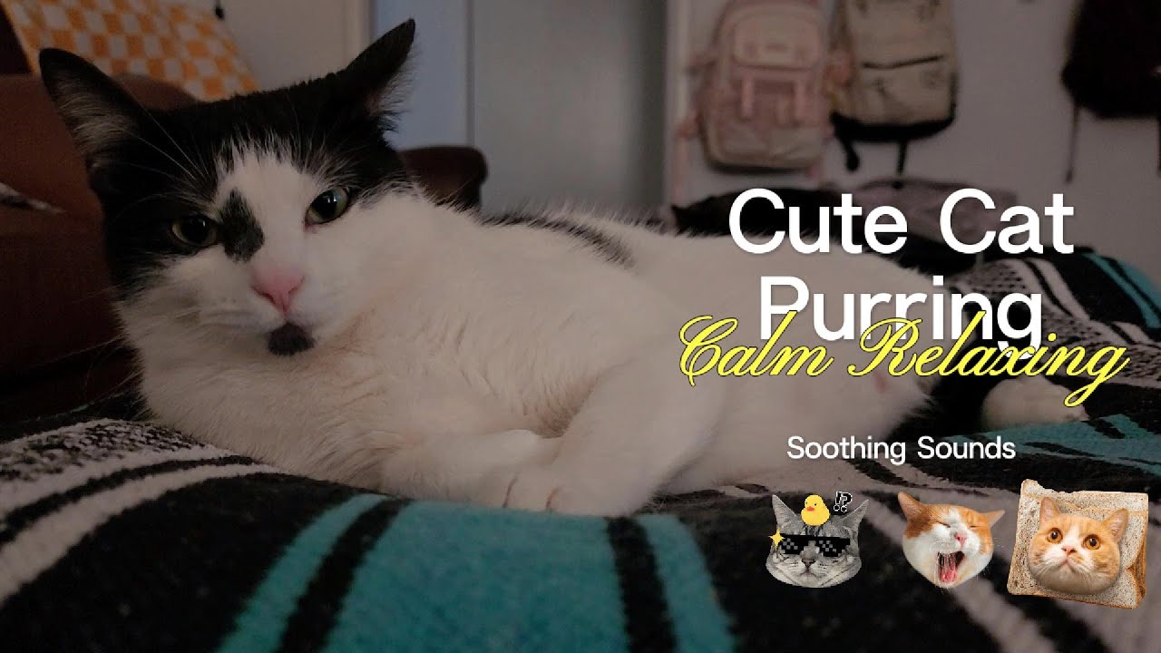 Cute cat Purring Relaxing sounds - YouTube