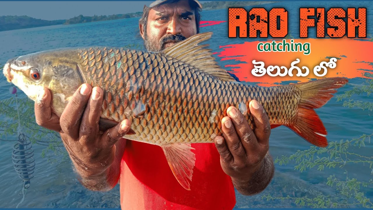 Big Rohu fish🎣🎣 catching||big fish catching||Amazing fishing||unique ...
