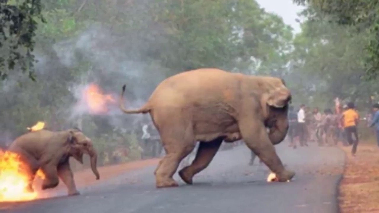 Angry Mob Set Mother And Baby Elephant On Fire - YouTube