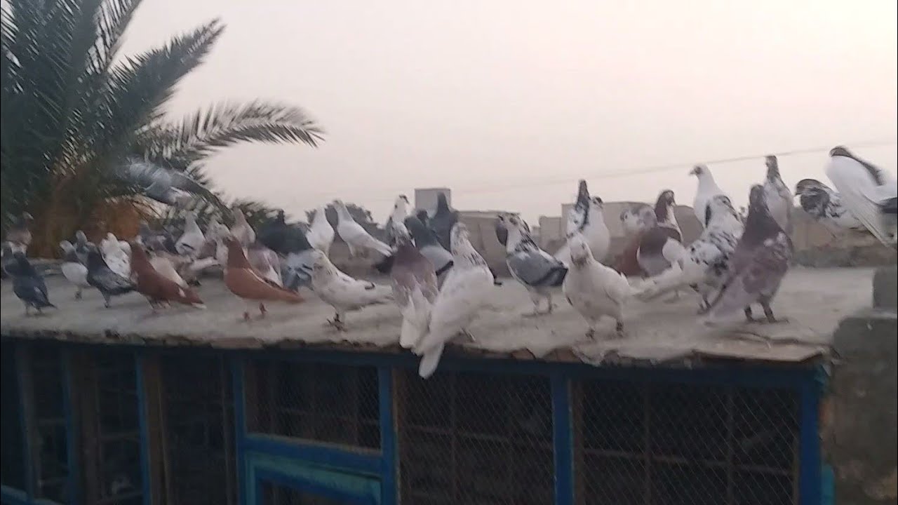kabootar bazi | kabootar video | Beautiful pigeon | high flight ...