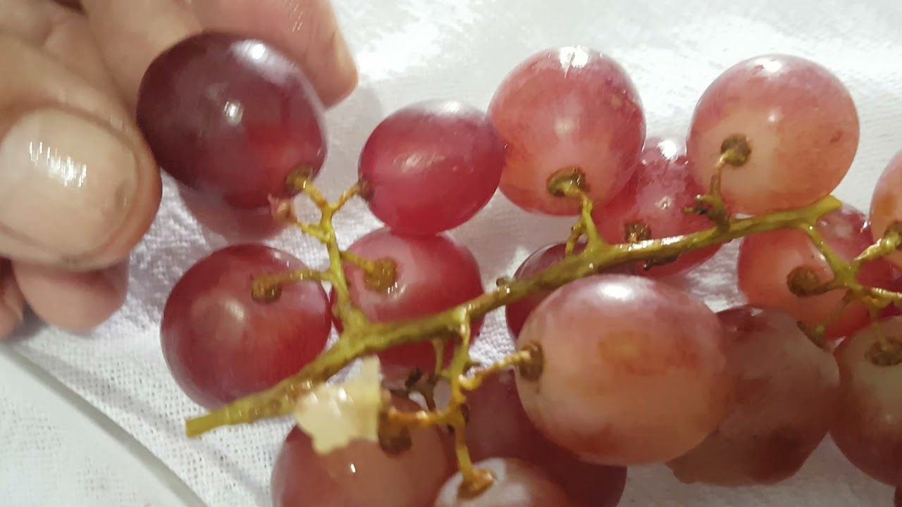 UVA RUBI. TEMOS MUDAS ENXERTADAS PRODUZINDO E MUITAS OUTRAS VARIEDADES ...