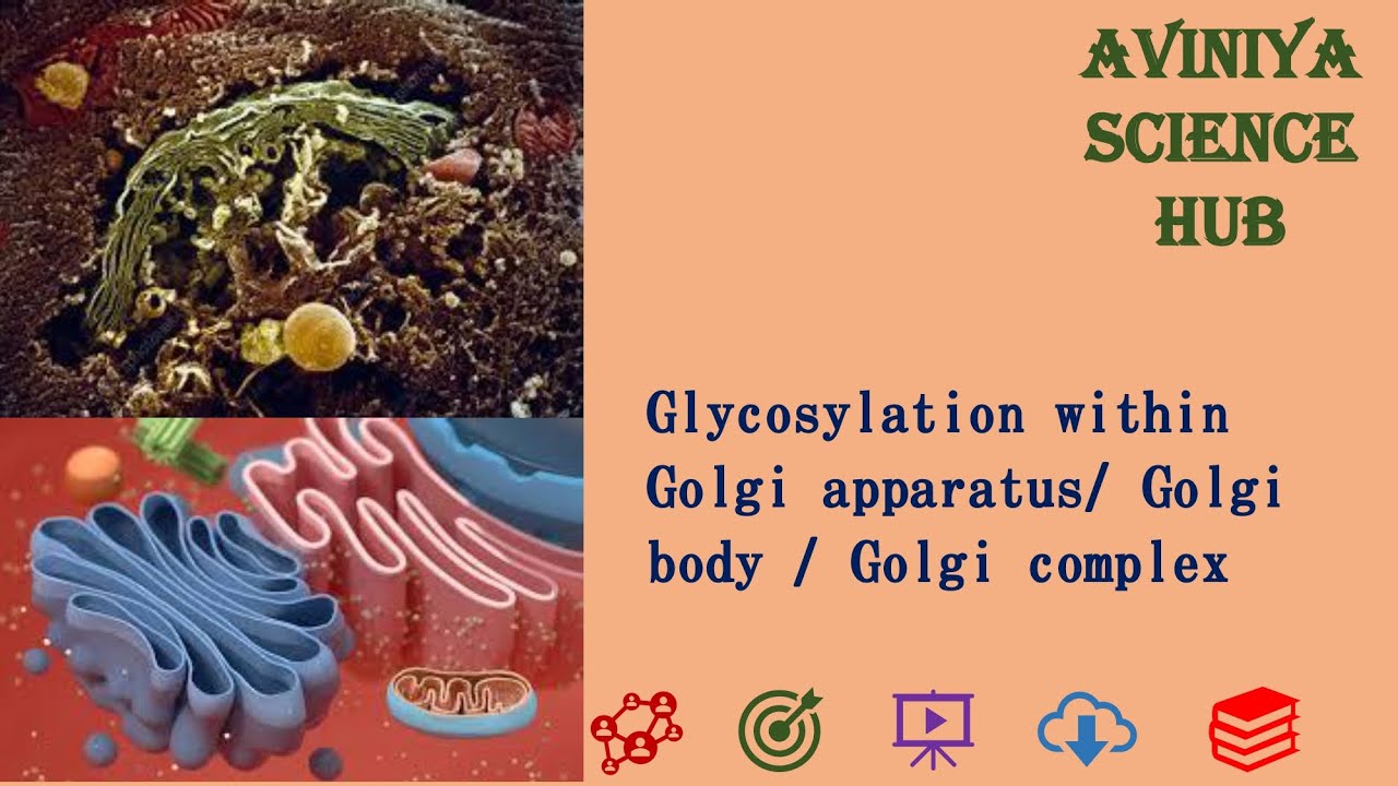 Glycosylation in the golgi complex/Golgi body/Golgi apparatus/ cell ...