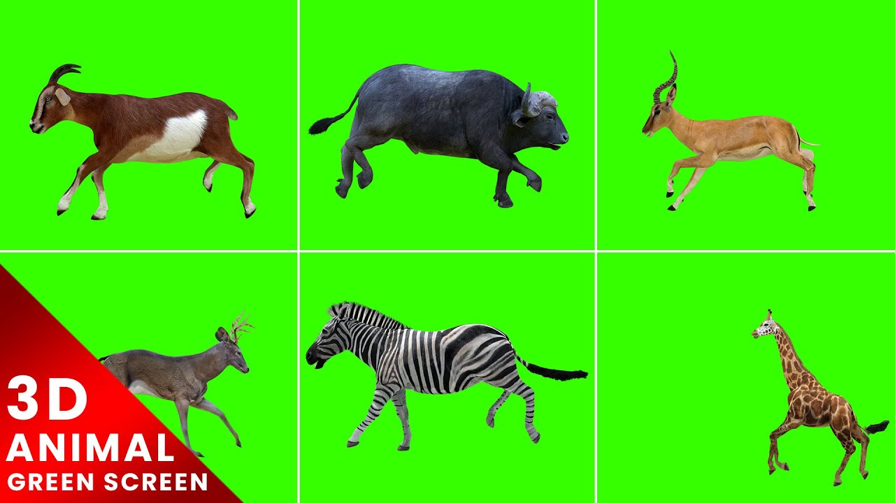 3D Animated Animals Running Green Screen For Editing For Free - YouTube