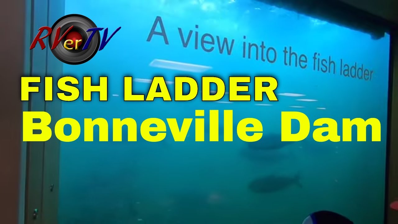 Bonneville Dam - Columbia River - Fish Ladder - YouTube