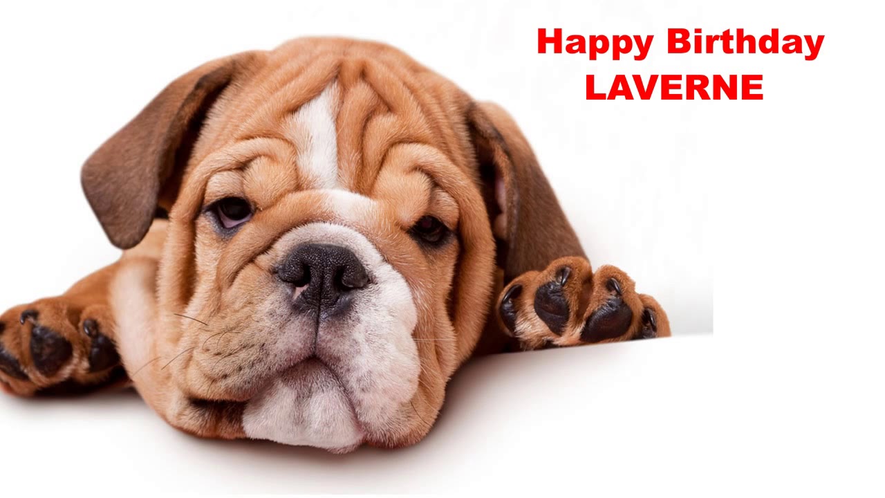 Laverne Dogs Perros - Happy Birthday - YouTube