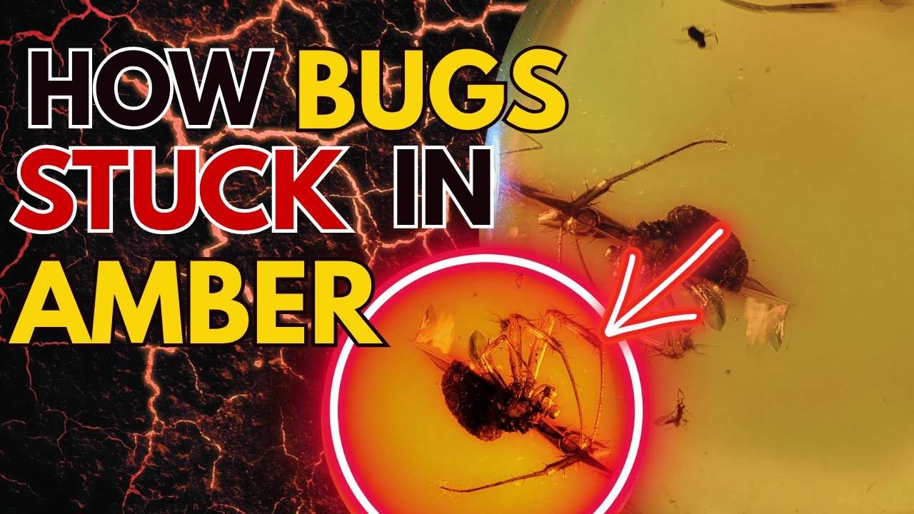 How Bugs Get Stuck In Amber - YouTube