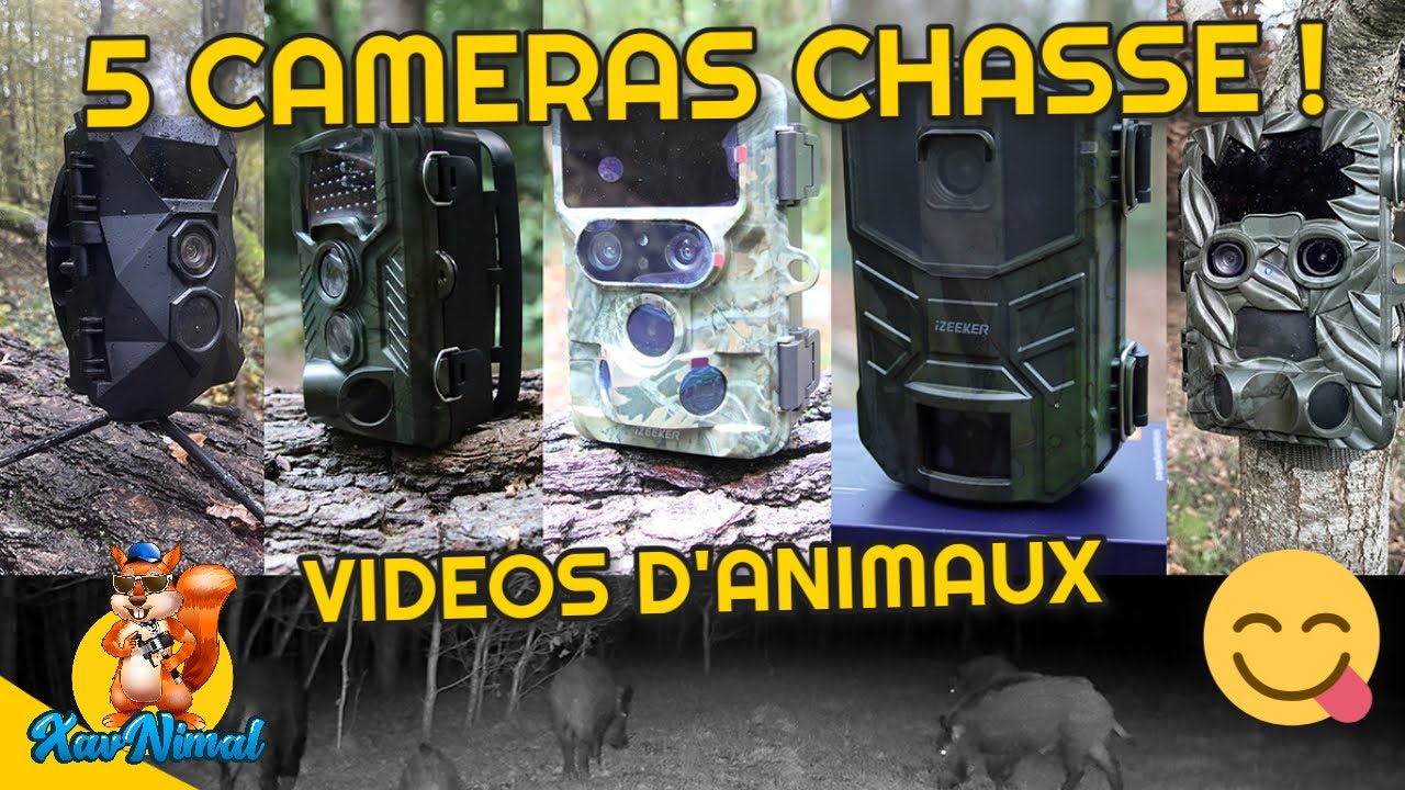 CAMéRA CHASSE et observation des animaux de la faune sauvage ! - YouTube