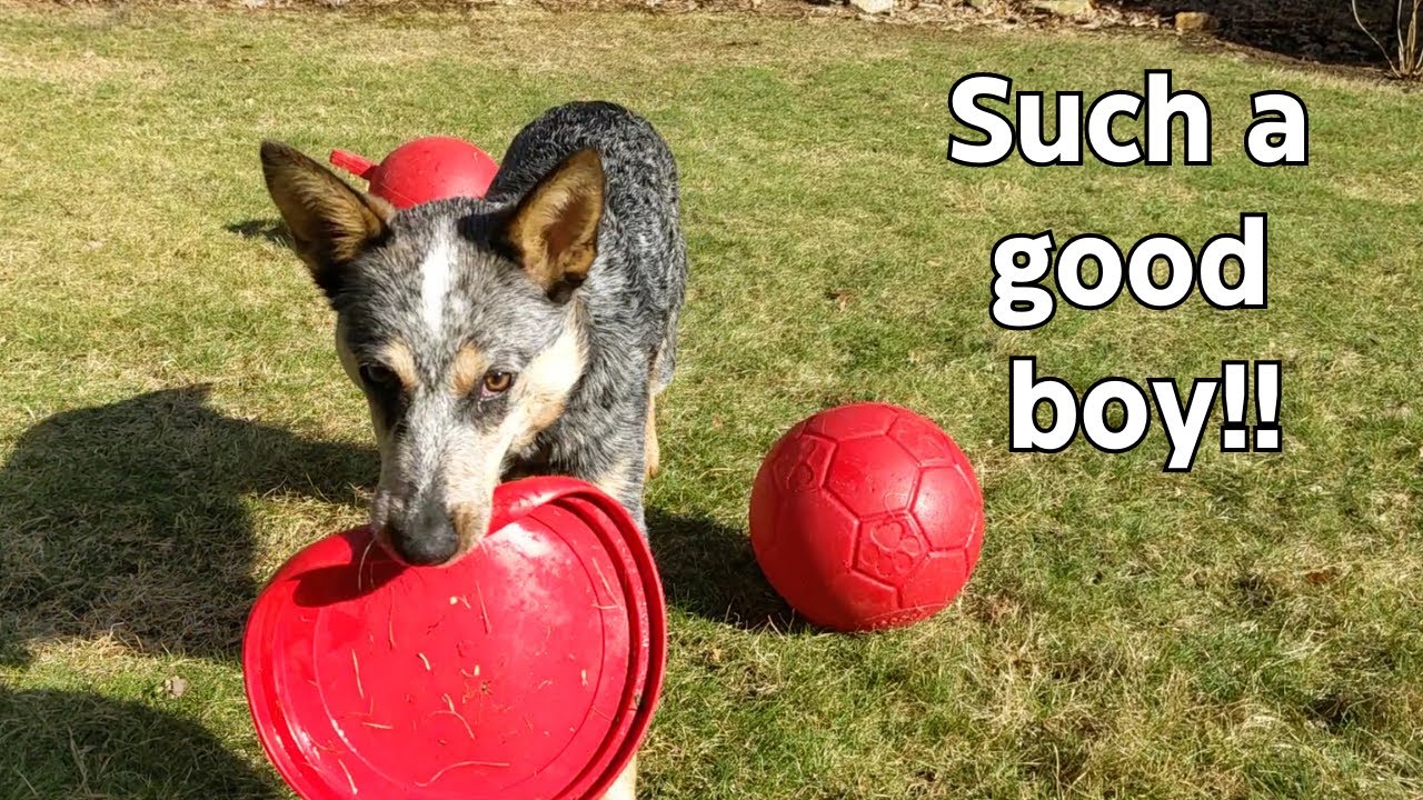 Positive Reinforcement Dog Training Examples - Bunji the Blue Heeler ...