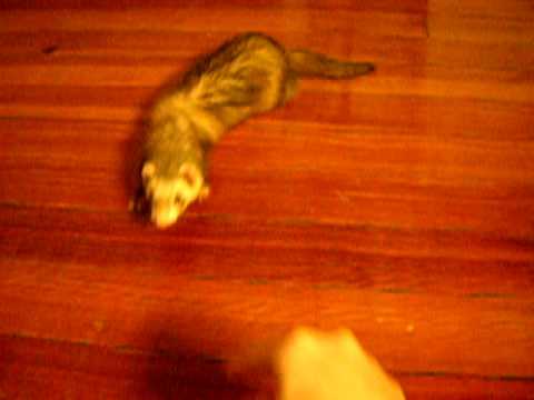 Smart Ferret does Trick - YouTube