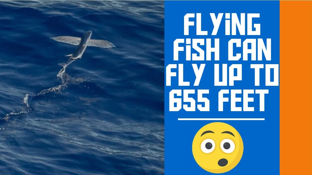 Flying fish can fly up to 655 feet - YouTube