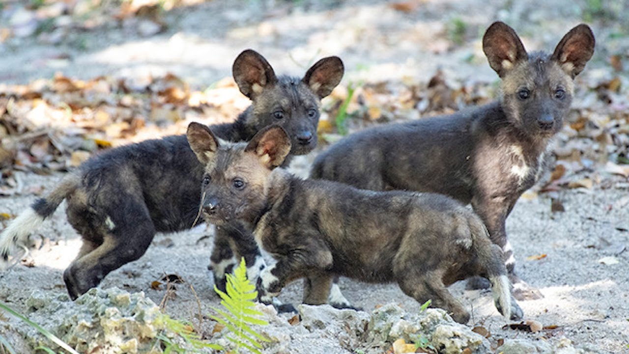 Cachorros De Perros Salvajes Enamórate De: Los Perros Salvajes