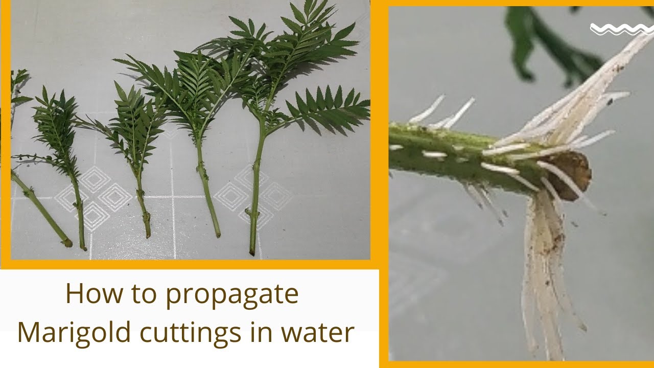 How to propagate marigold cuttings in water. - YouTube