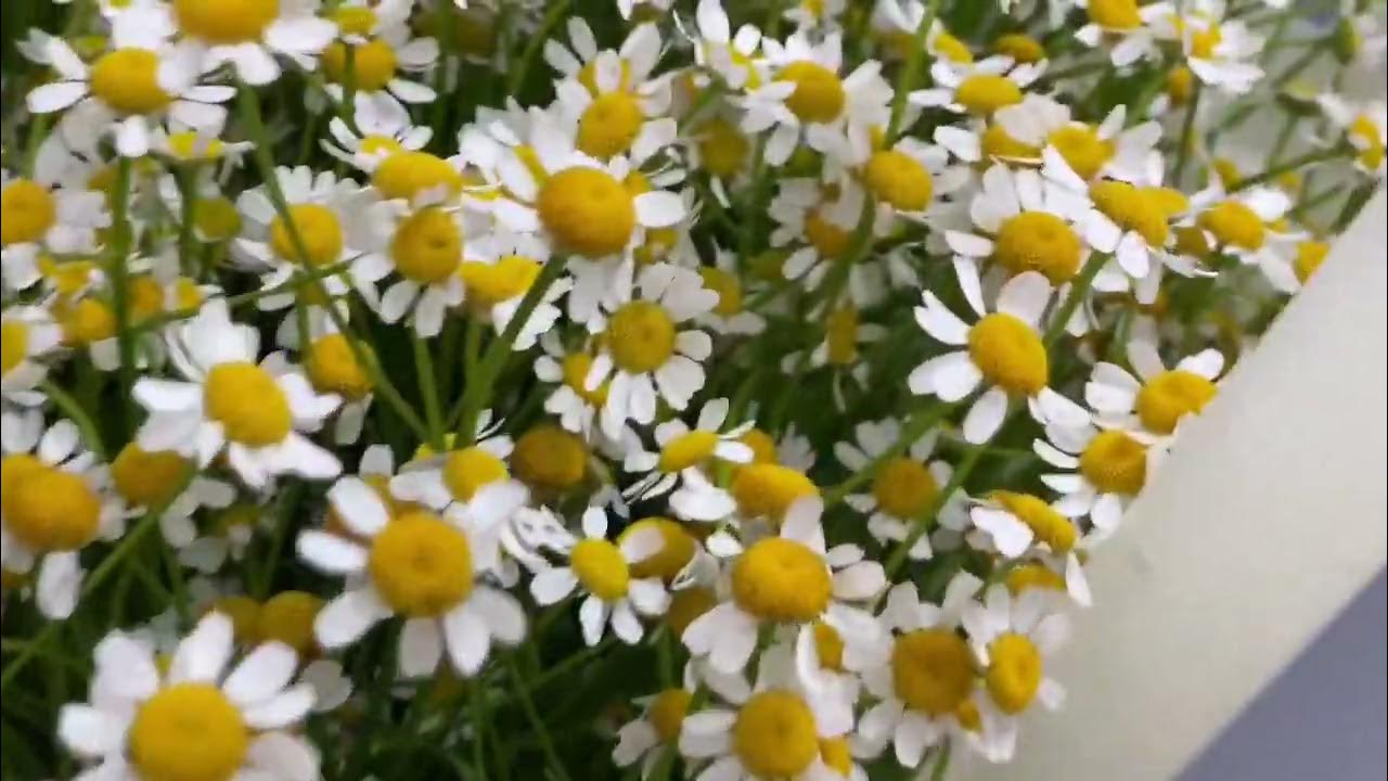 Букет 101 Матрикария - YouTube