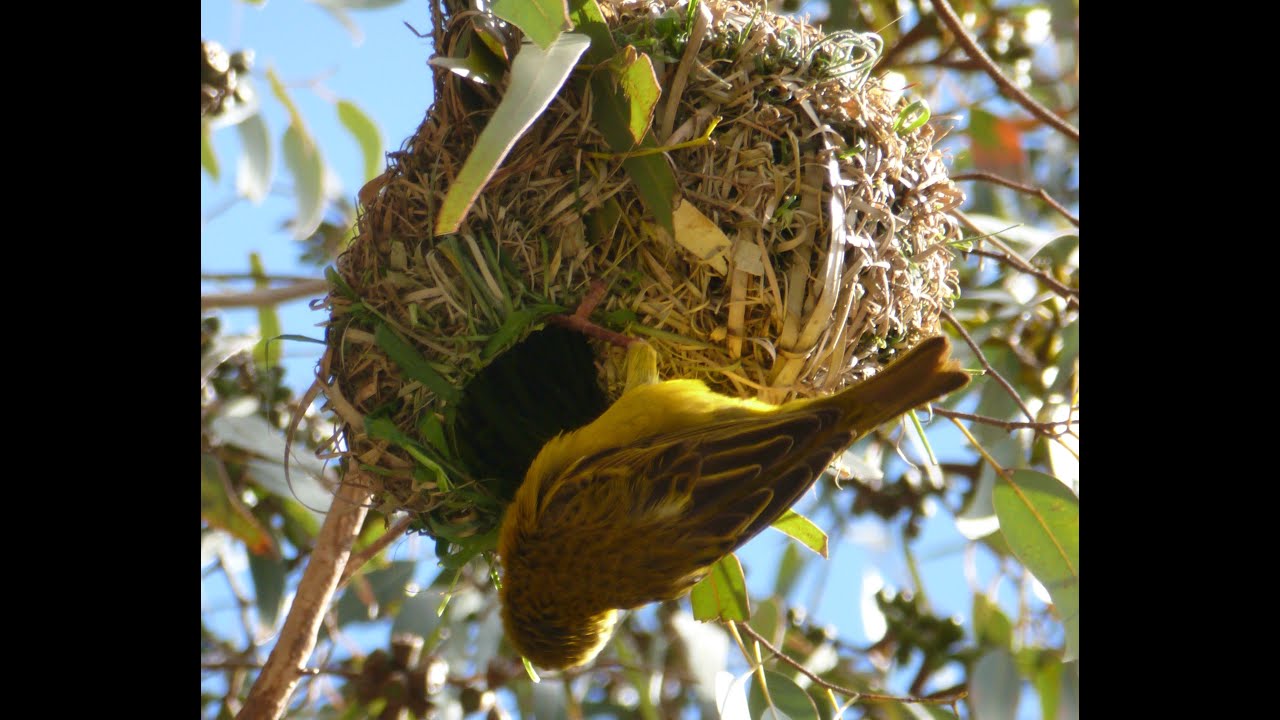 Cape Weaver, Ploceus capensis, West Coast NP, South Africa, 27 July ...
