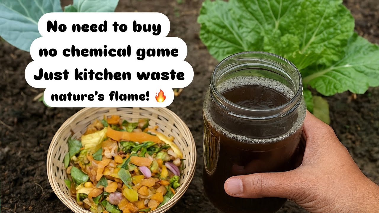 Kitchen Waste Se Banayein Shandar Liquid Fertilizer! Rich with ...