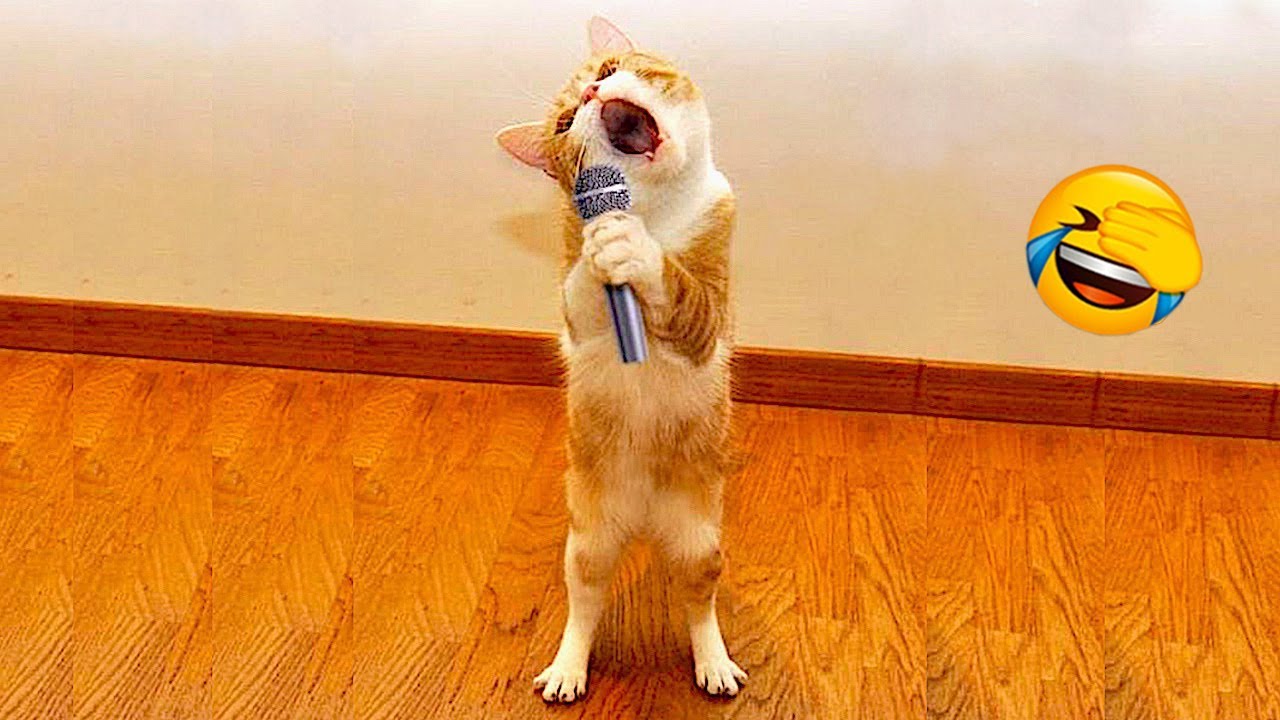 Videos De Risa de Animales - Gatos Chistosos - Gracioso videos de ...
