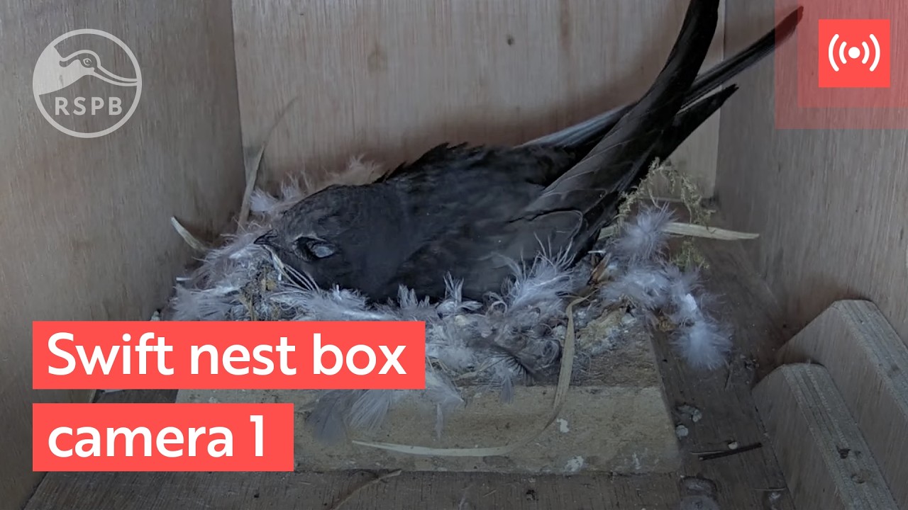Swift nest camera - nest view | RSPB live nature cameras - YouTube