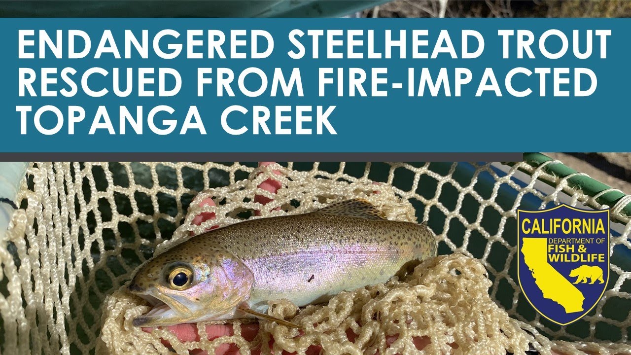 Endangered Southern California Steelhead Trout Rescued from Fire ...