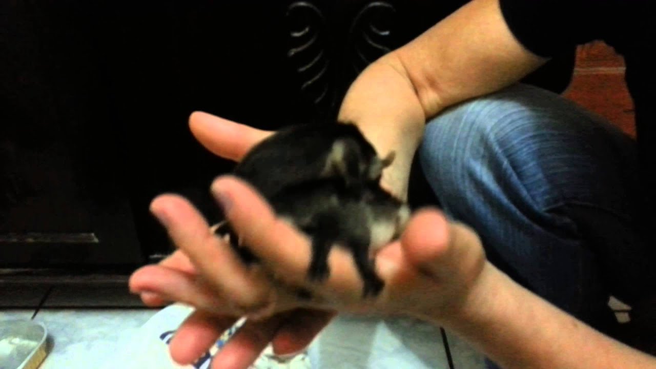 Filhotes de timbu "Didelphis albiventris" - YouTube