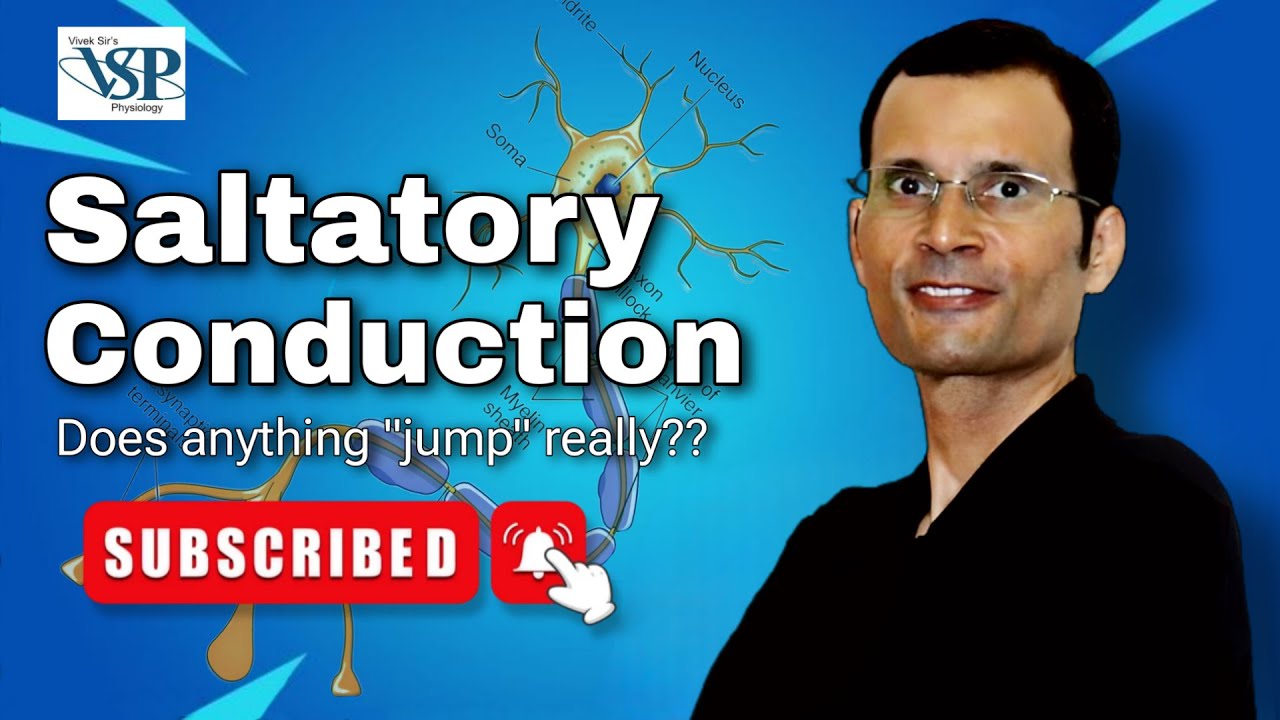 Saltatory conduction ~ Does anything "jump" really..??? | PHYSIOLOGY ...