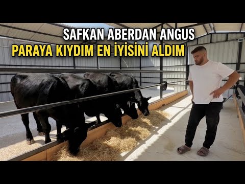 ÇİFTLİĞİN İLK DAMIZLIK GEBE DÜVELERİ GELDİ, ŞAMPİYON BOĞANIN KIZLARINI ALDIM 
