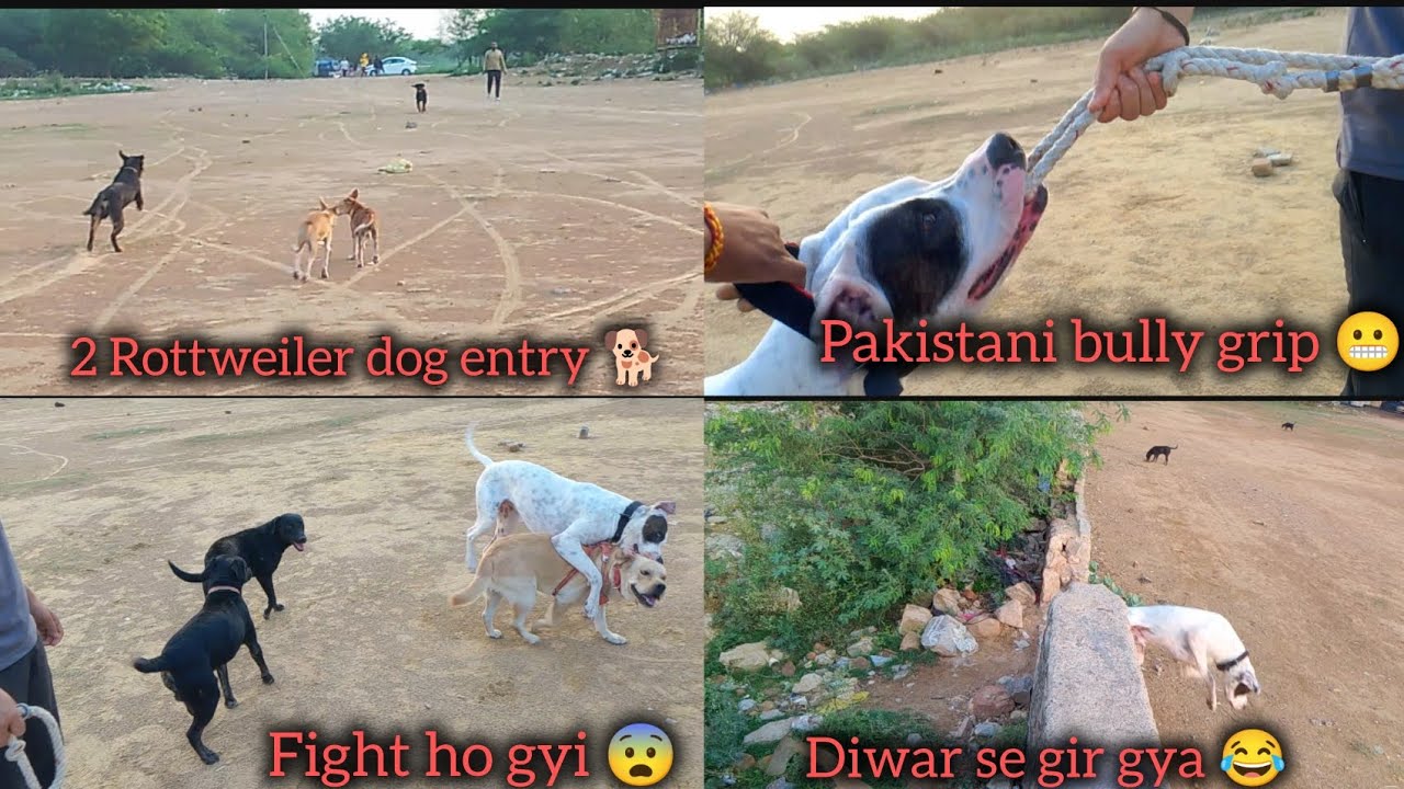 Pakistani bully dog or Rottweiler dog training 👍🏼 Labrador dog vs ...