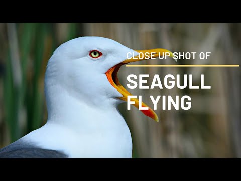 Seagull flying close up, medium and wide shots HD VIDEO