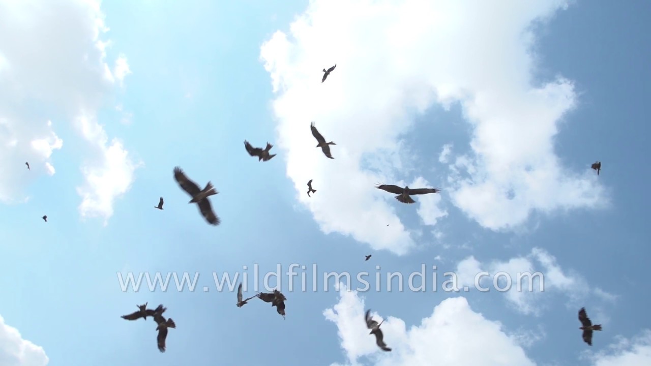 Raptors all - Pariah Kites crowd the desert sky in India - slow motion ...