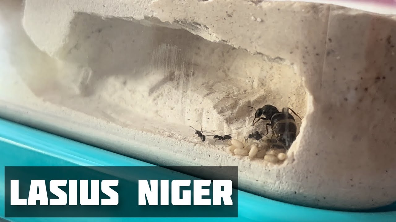 LASIUS NIGER лет муравьев переселение в новый формикарий - YouTube