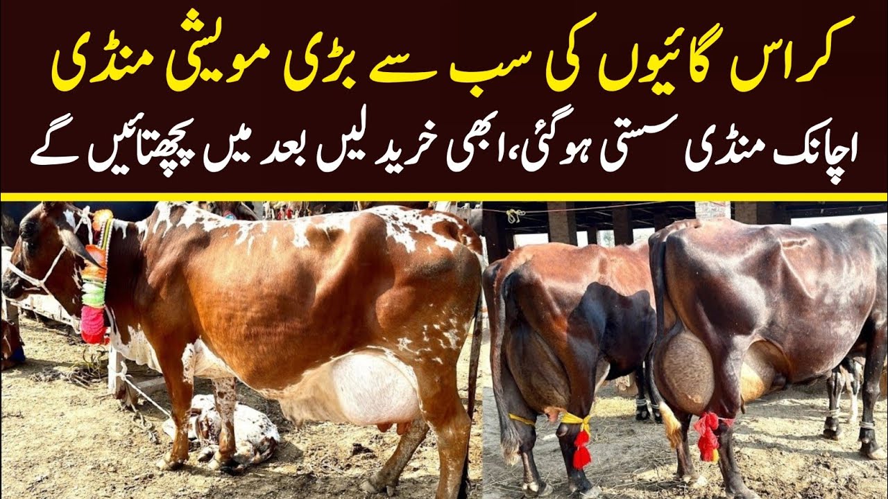 Cow Fresh Rates Update | Sasti Cow Mandi | Malumor Mandi | Cow Farming ...