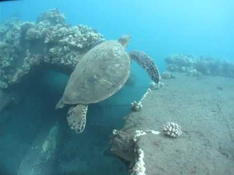 Mala Pier dive, Lahaina Maui (RAW) - YouTube