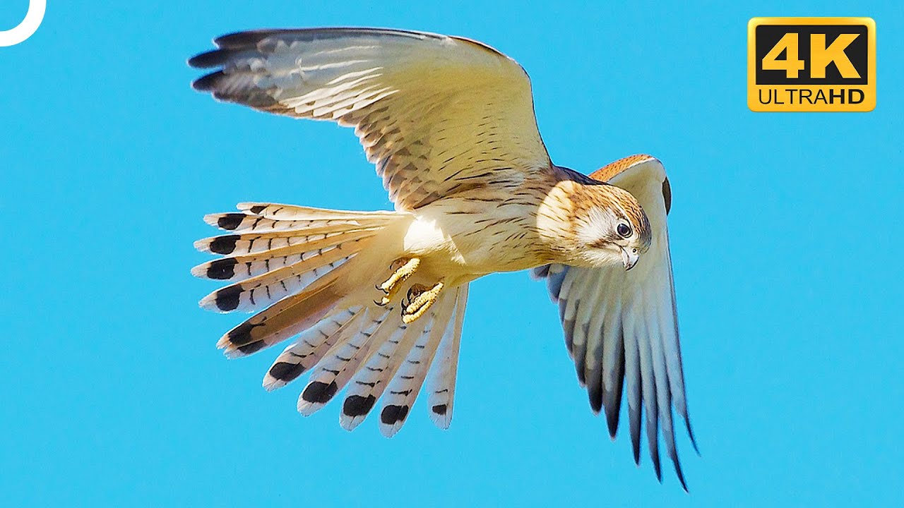 Nankeen Kestrel: Bird That Hunts Mice Like A Drone! | 4K Animal ...