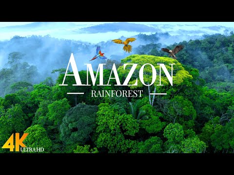 Amazon 4k - The World’s Largest Tropical Rainforest | Scenic Wildlife Film With Calming Music