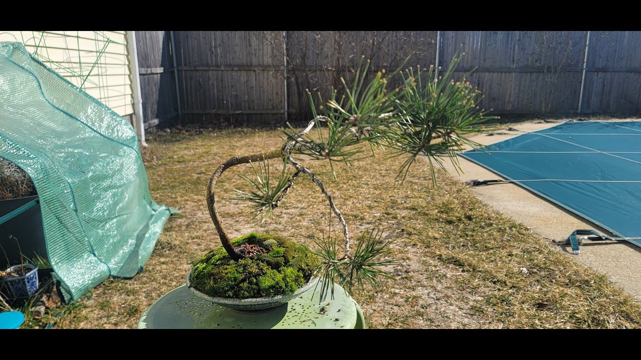 Repotting a Japanese Black Pine Literati Bonsai - YouTube