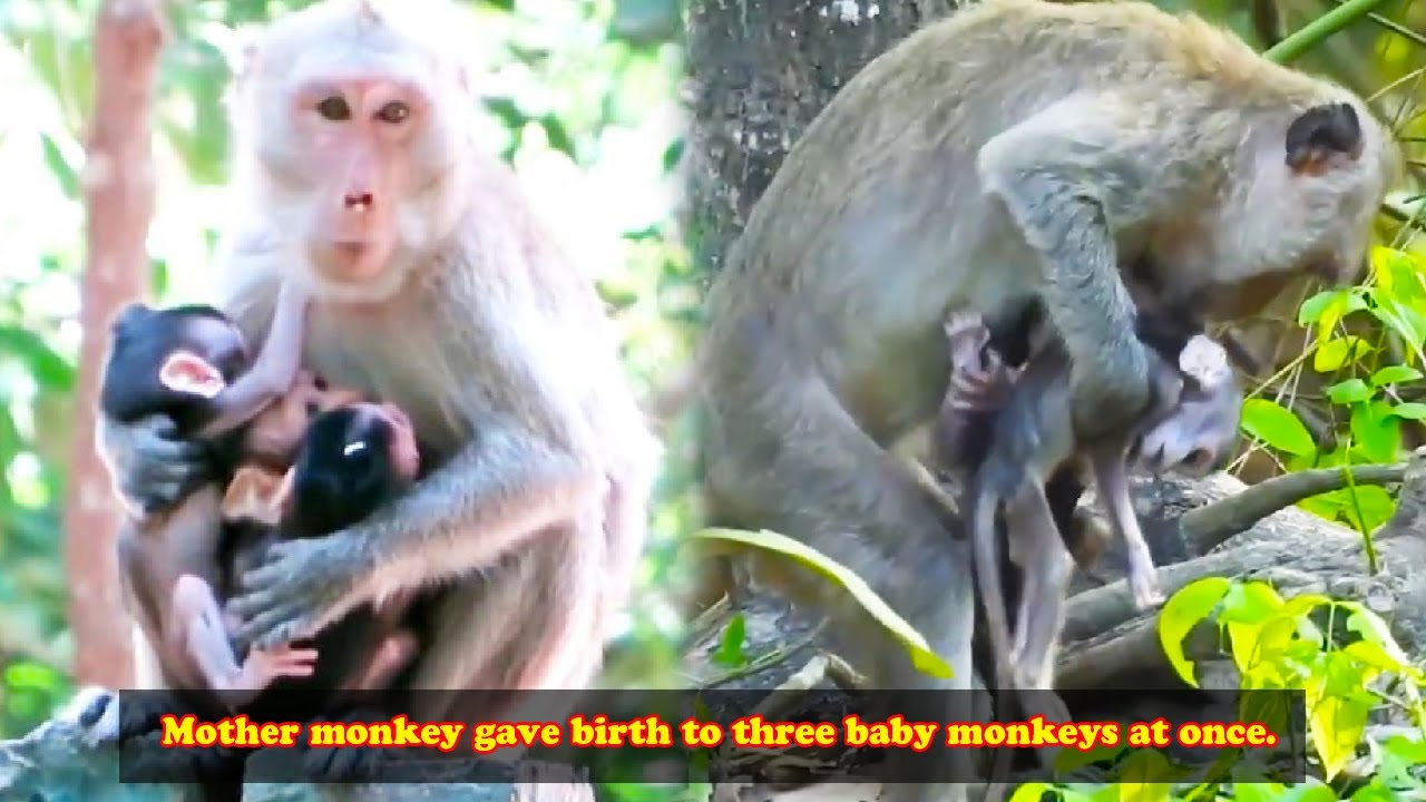 The mother monkey gave birth to three babies, It's really not easy to ...
