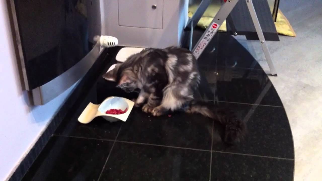 Maine Coon Hokusai "The Beef" (7) - YouTube