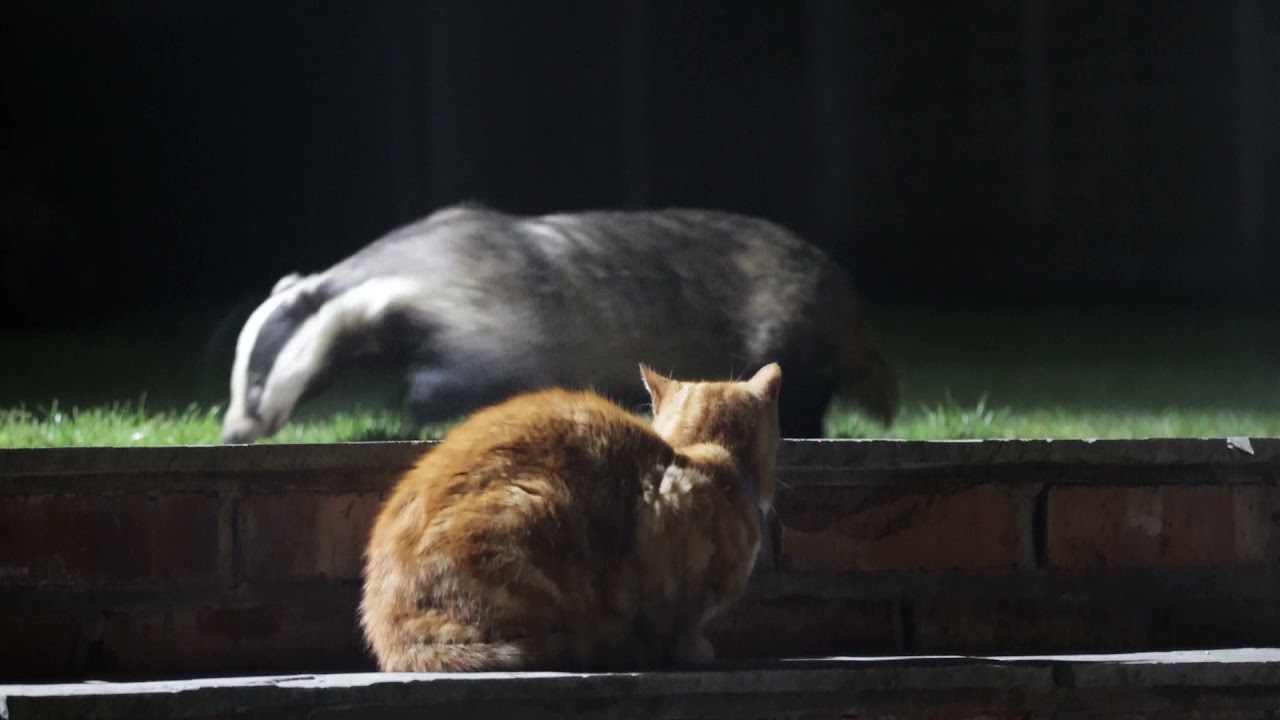 Badger and Cat showdown in the garden - YouTube