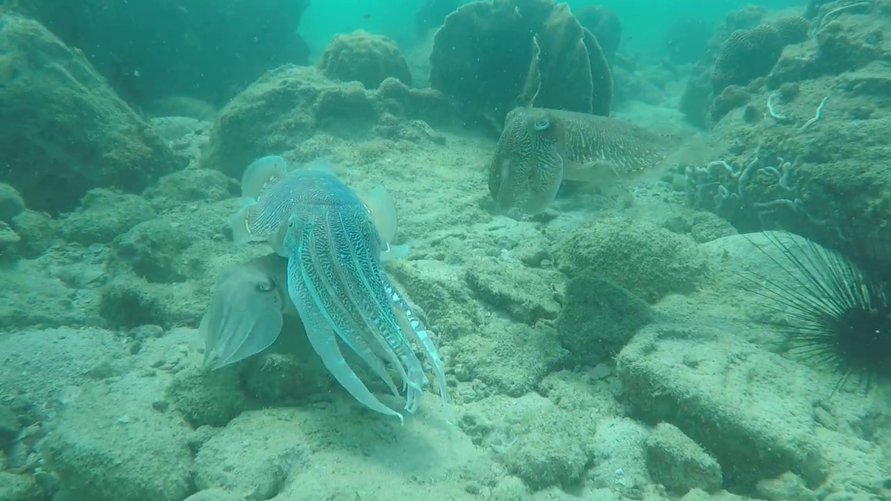 Calamar family - YouTube