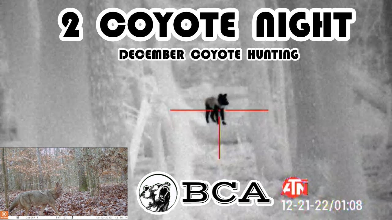 Coyote Hunting in December - 2 Coyote Night - YouTube